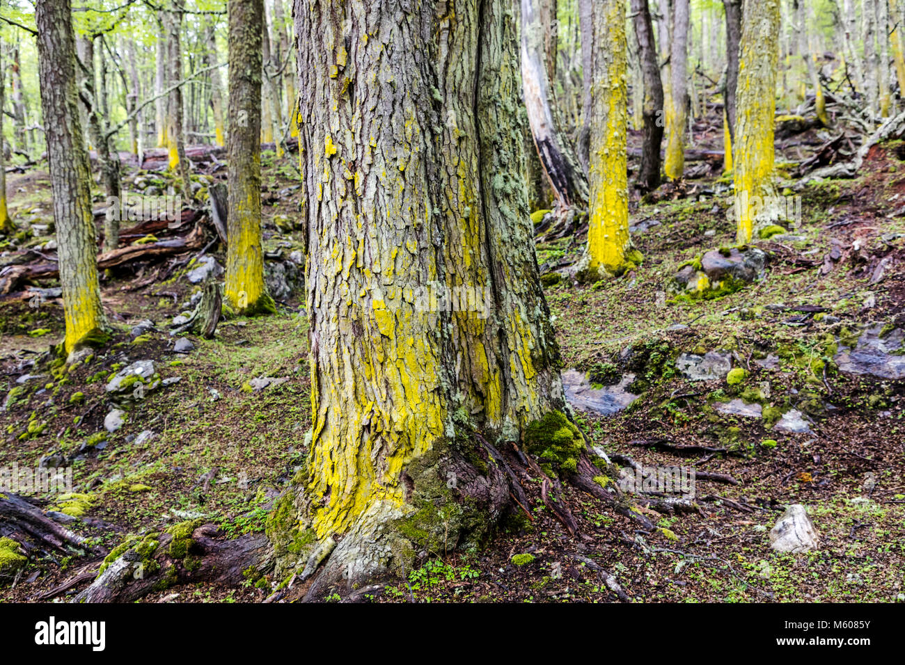 Yellow moss & lichen grow in Beech tree forest; Sendero a la Cascada ...