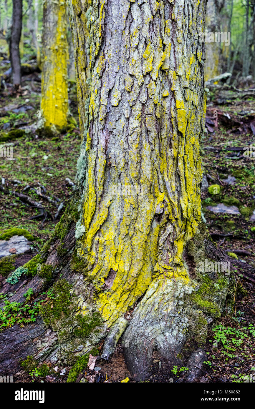 Yellow moss & lichen grow in Beech tree forest; Sendero a la Cascada ...