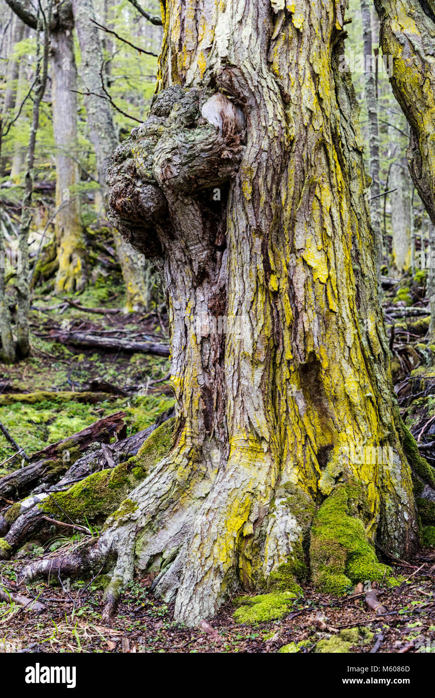 Yellow moss & lichen grow in Beech tree forest; Sendero a la Cascada ...