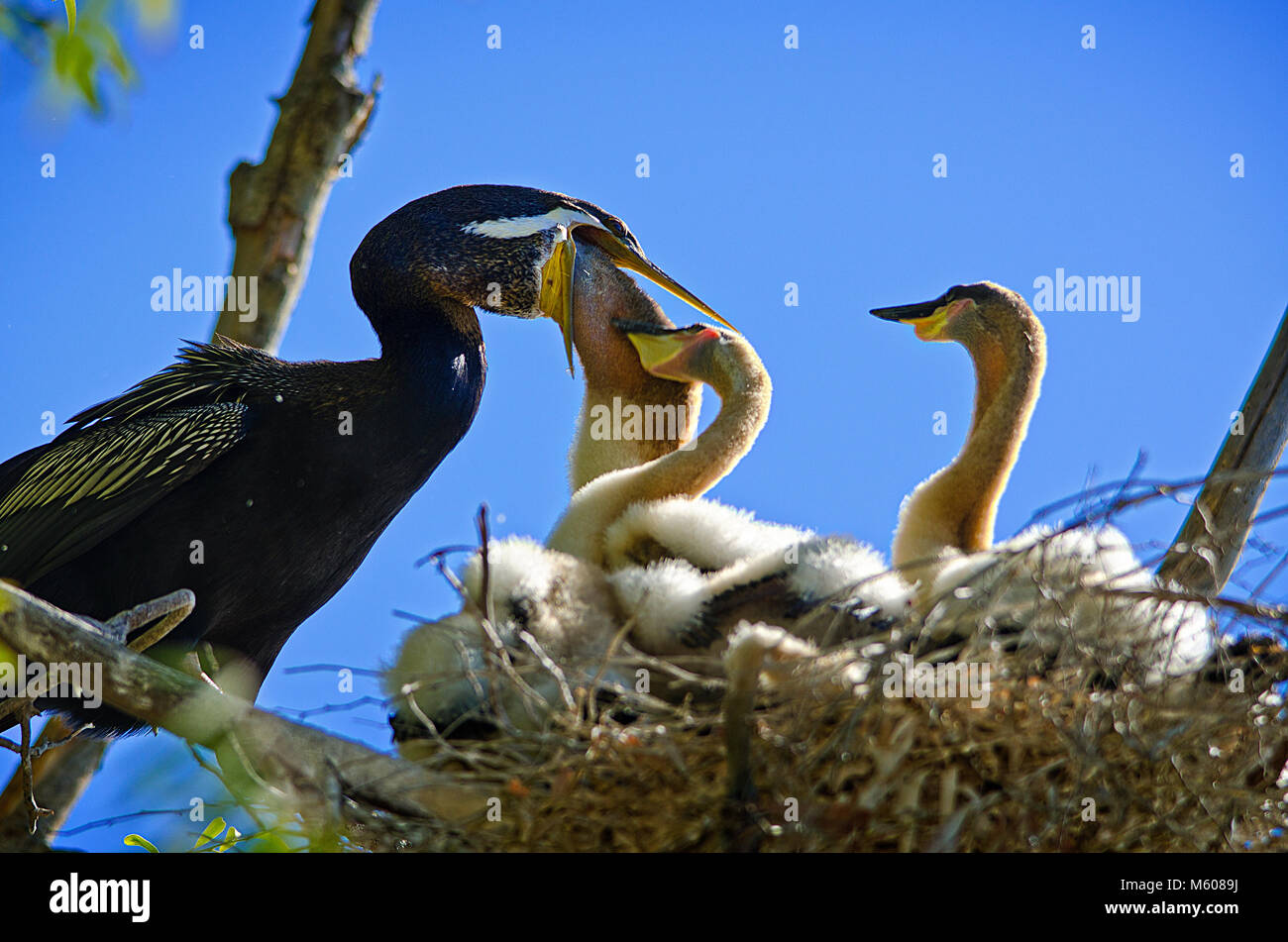 Australiasian darter (Anhinga novaehollandiae) with chicks in nest ...