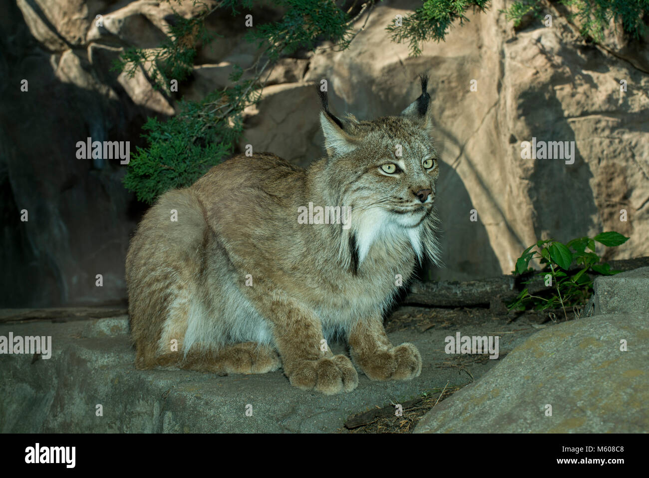 Apple Valley, Minnesota. Minnesota Zoo. Canada Lynx, Lynx canadensis ...
