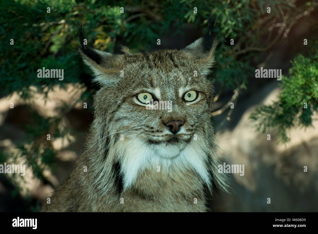 Apple Valley, Minnesota. Minnesota Zoo. Canada Lynx, Lynx canadensis ...