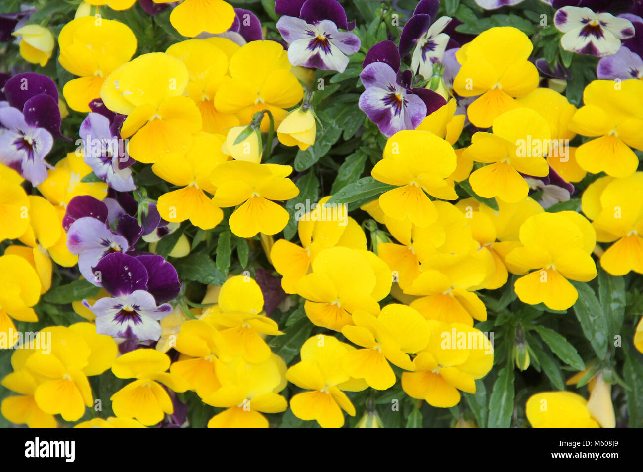 Yellow and purple viola flowers macro close up Stock Photo - Alamy