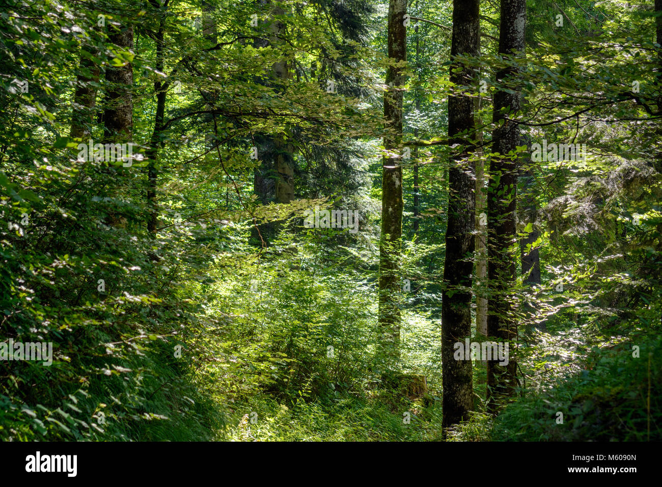 Forest trees thicket hi-res stock photography and images - Alamy