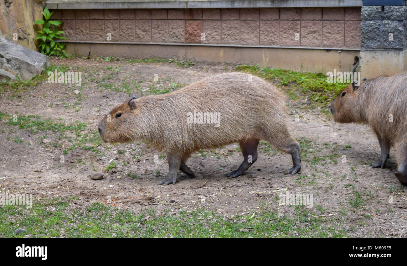Capybara; Hydrochoerus hydrochaeris Stock Photo - Alamy