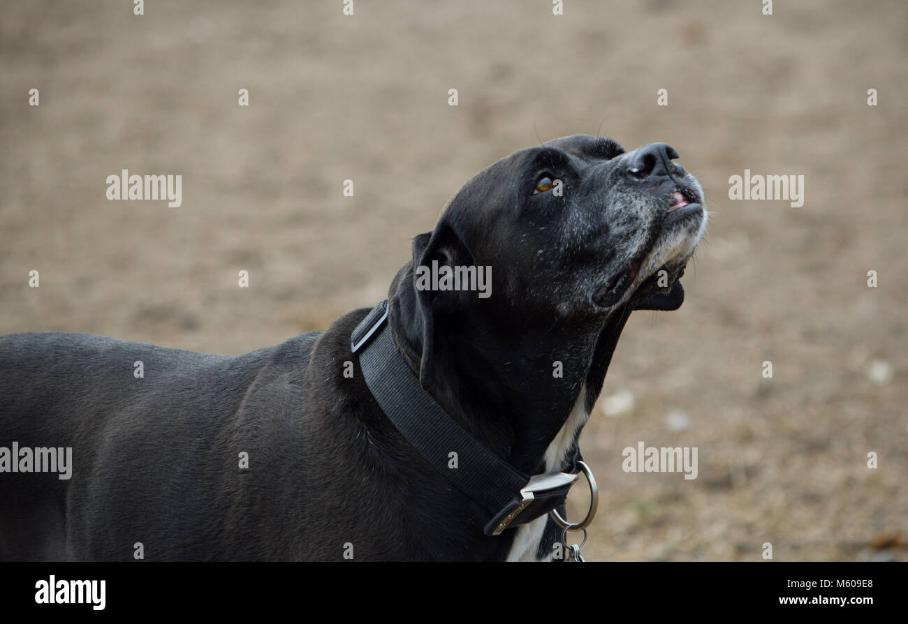 Sniff and See Stock Photo - Alamy