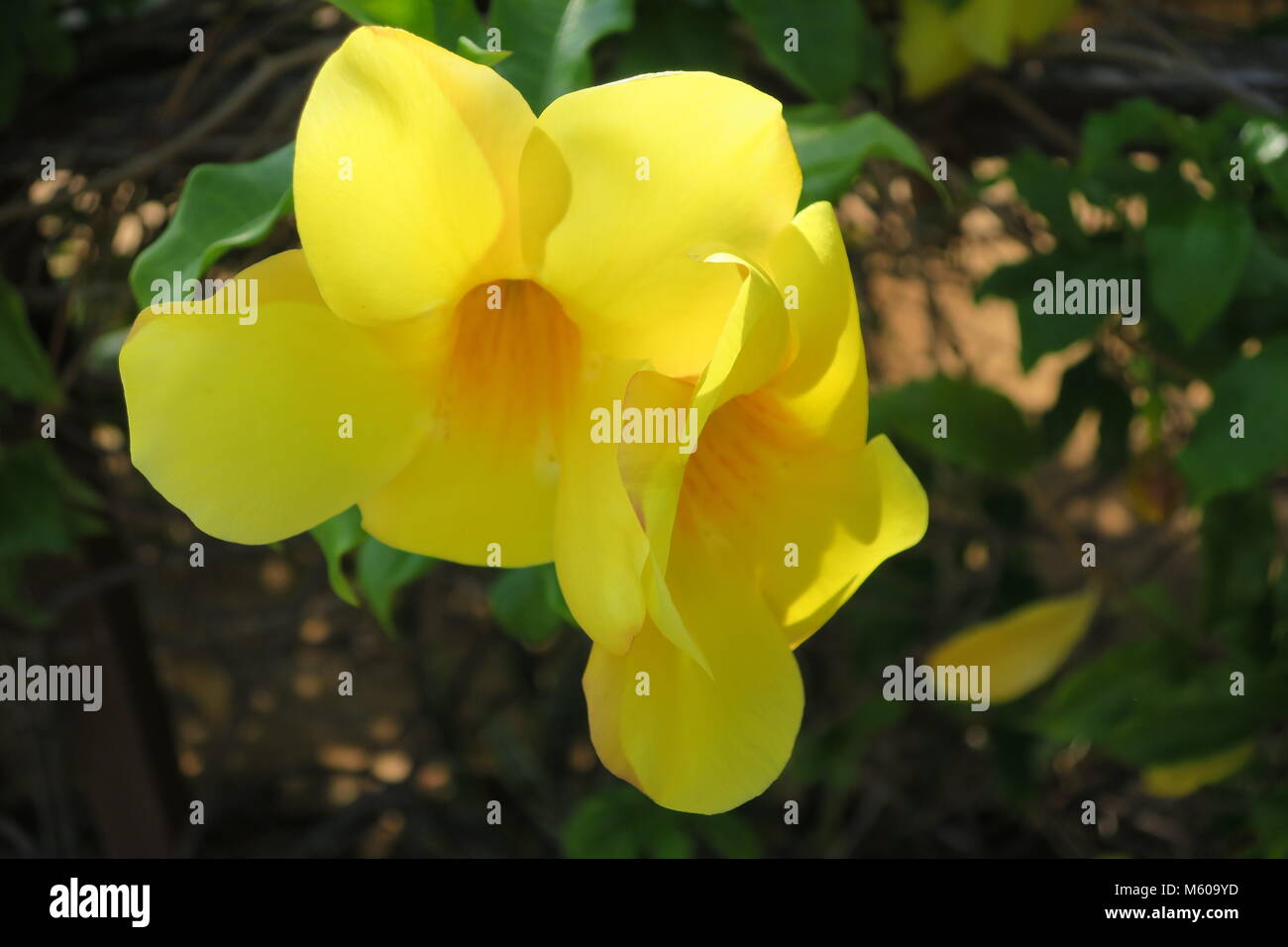 Genus of flowering plants in dogbane family, Apocynaceae, golden ...