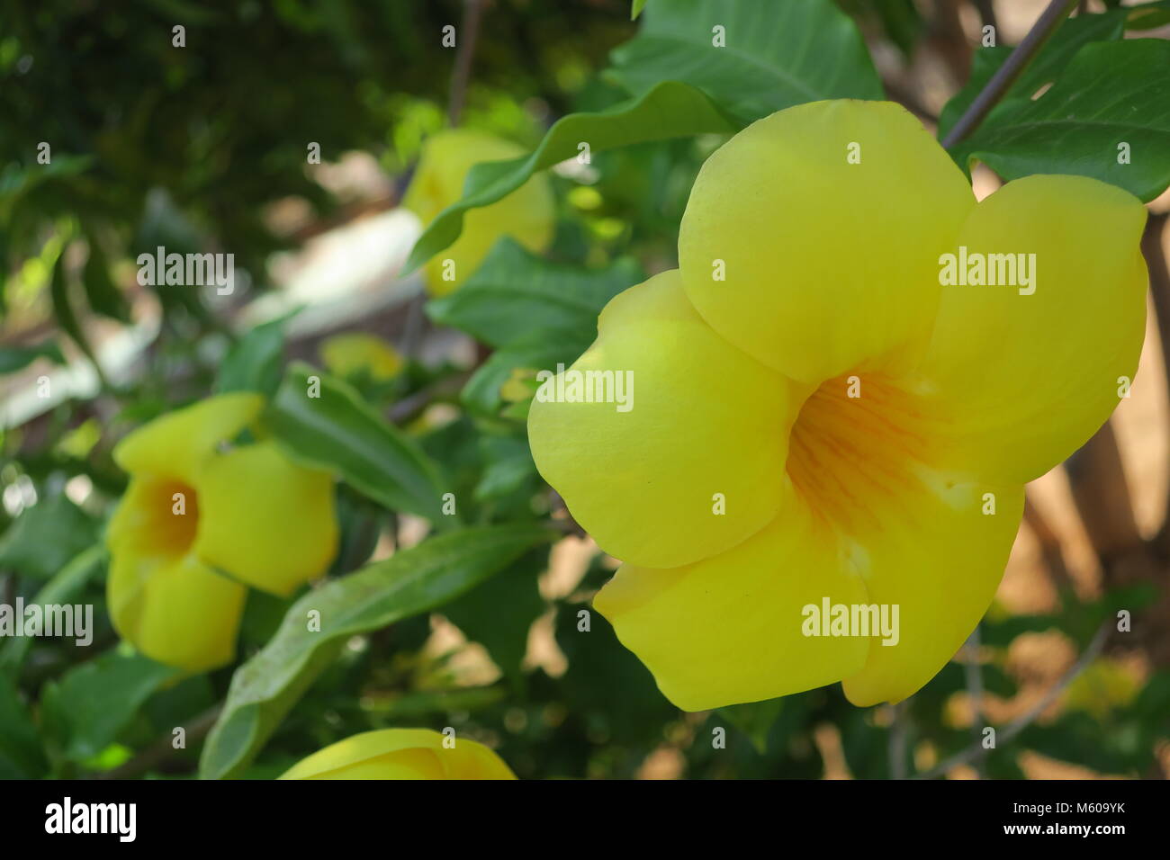 Genus of flowering plants in dogbane family, Apocynaceae, golden ...