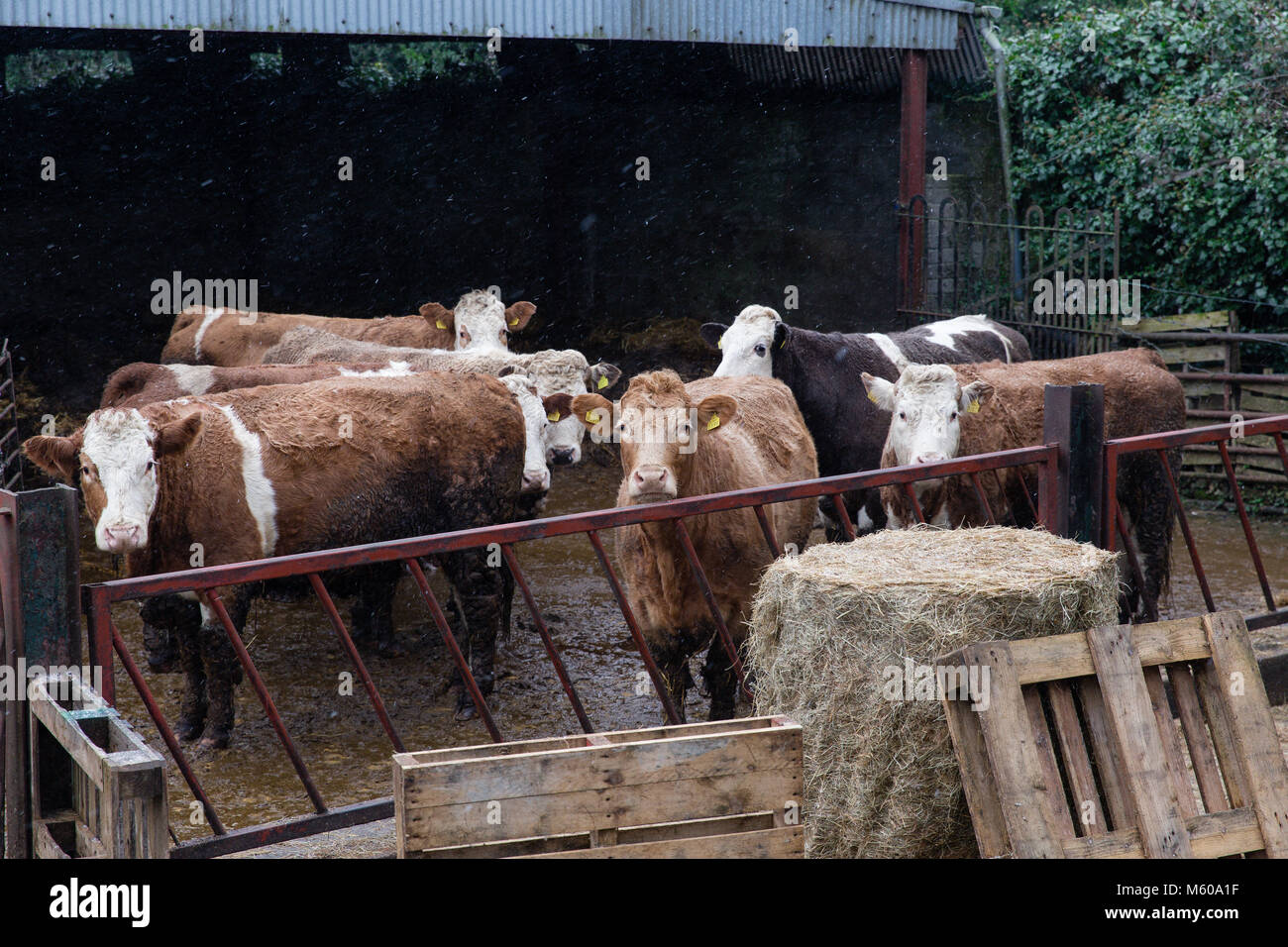 Cattle standing beside a barn hi-res stock photography and images - Alamy