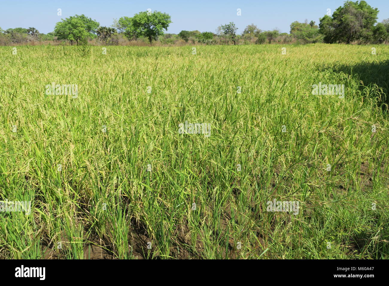 Green rice field, island Madagascar Stock Photo - Alamy