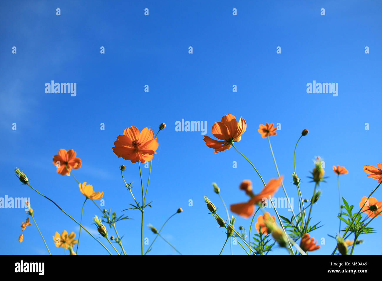Cosmos and blue sky Stock Photo - Alamy