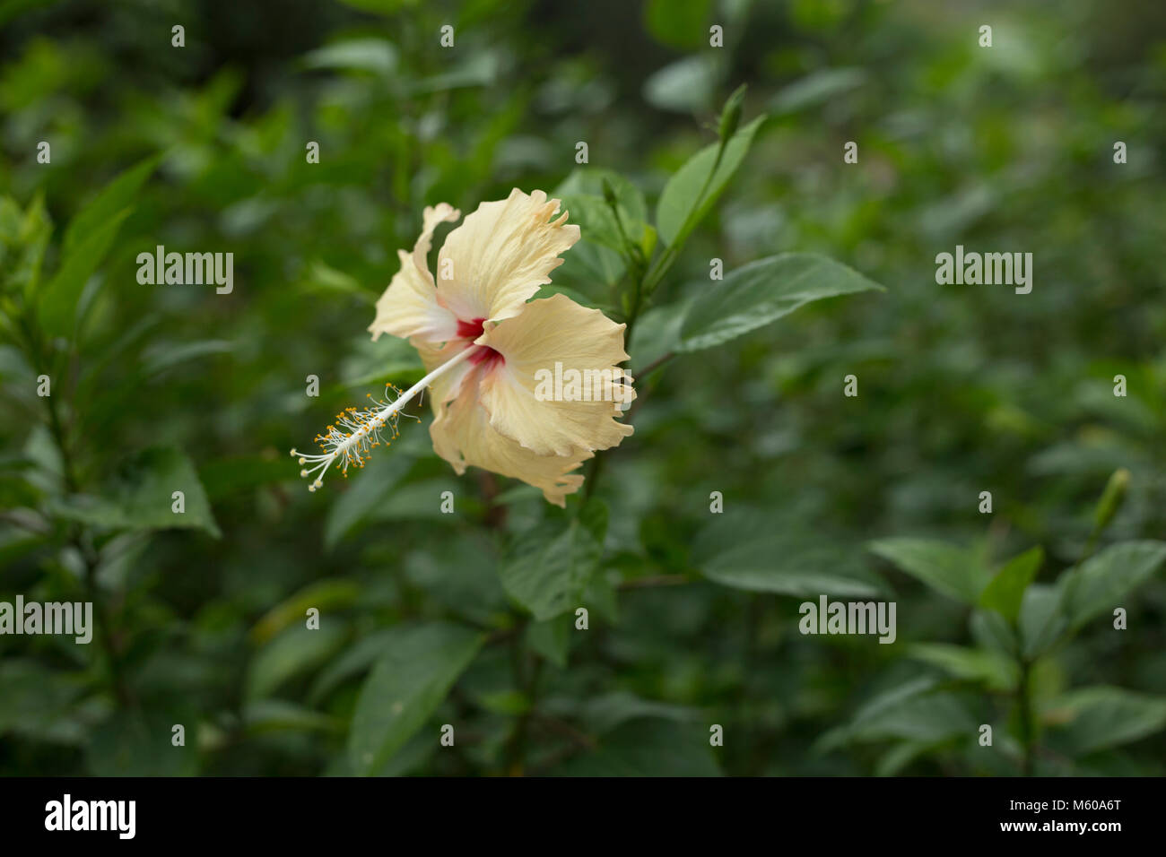 Yellow chaba flower Stock Photo - Alamy