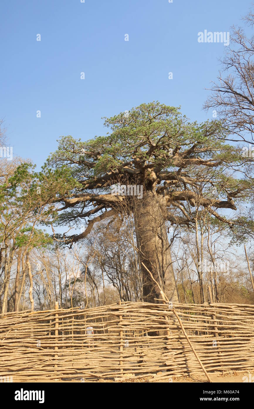 Baobab is national tree of Madagascar Stock Photo - Alamy