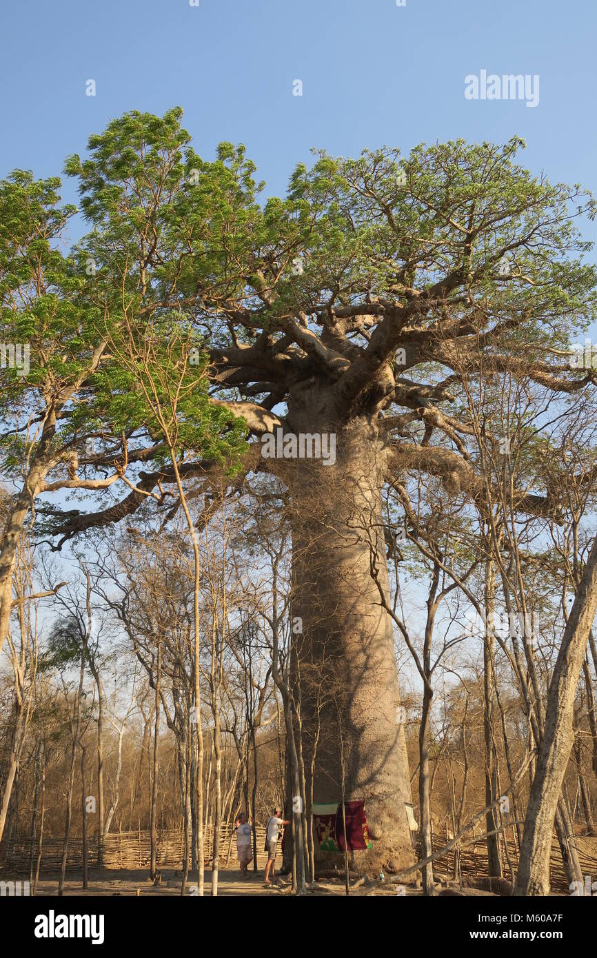 Baobab is national tree of Madagascar Stock Photo - Alamy