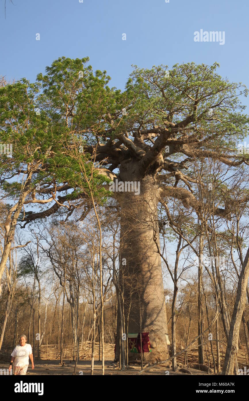 Baobab is national tree of Madagascar Stock Photo - Alamy