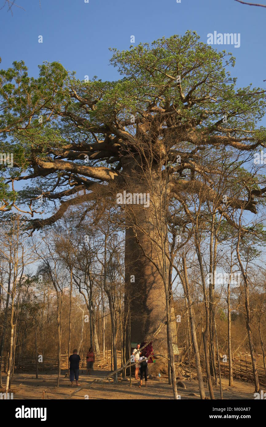 Baobab is national tree of Madagascar Stock Photo - Alamy
