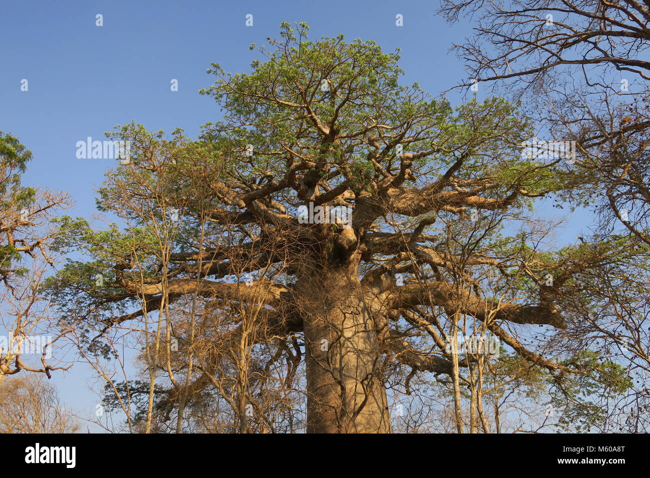 Baobab is national tree of Madagascar Stock Photo - Alamy