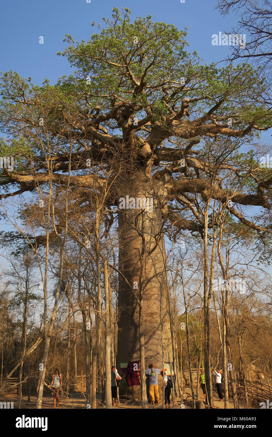 Baobab is national tree of Madagascar Stock Photo - Alamy