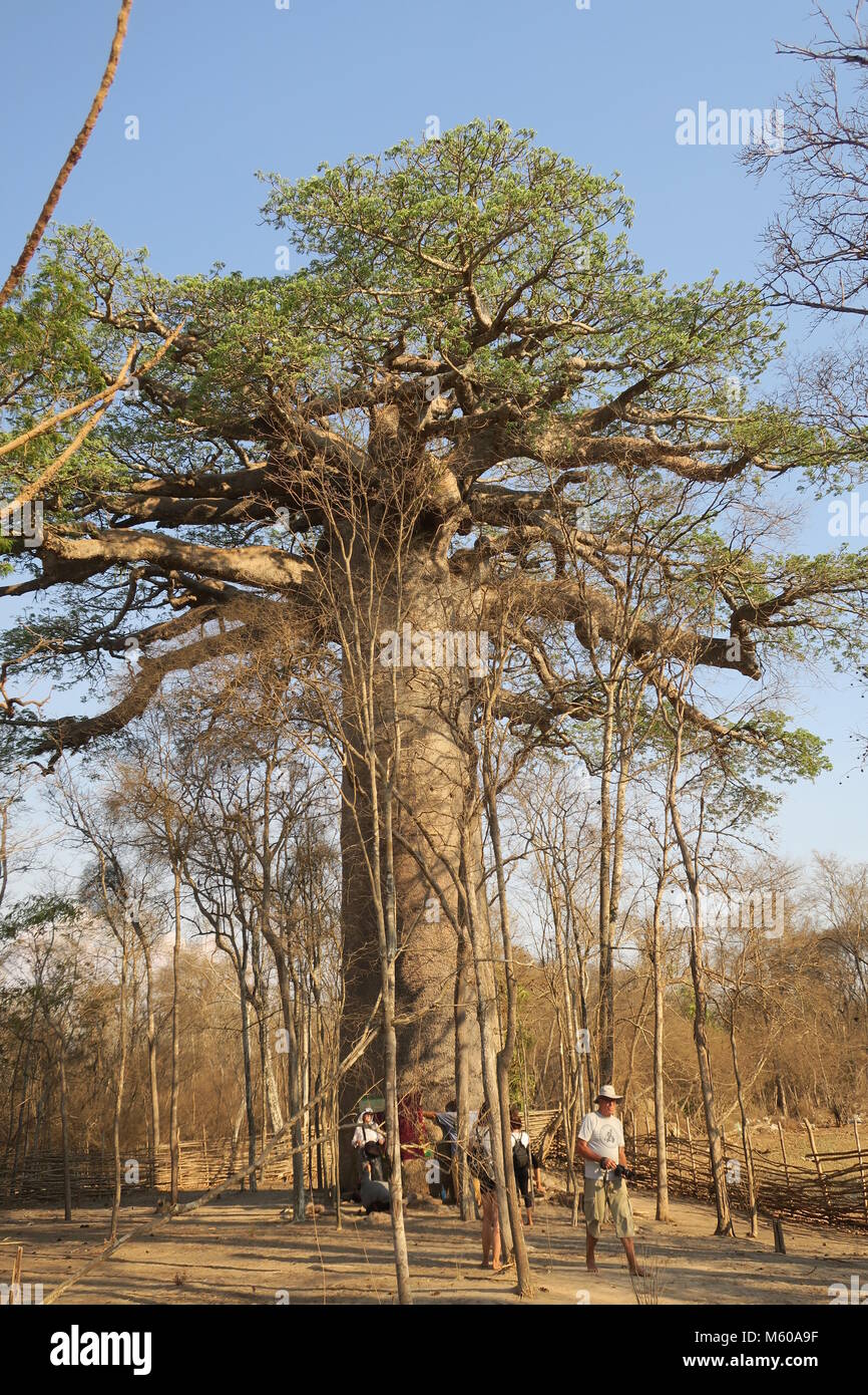 Baobab is national tree of Madagascar Stock Photo - Alamy