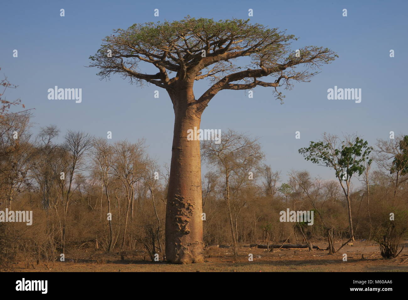 Baobab is national tree of Madagascar Stock Photo - Alamy