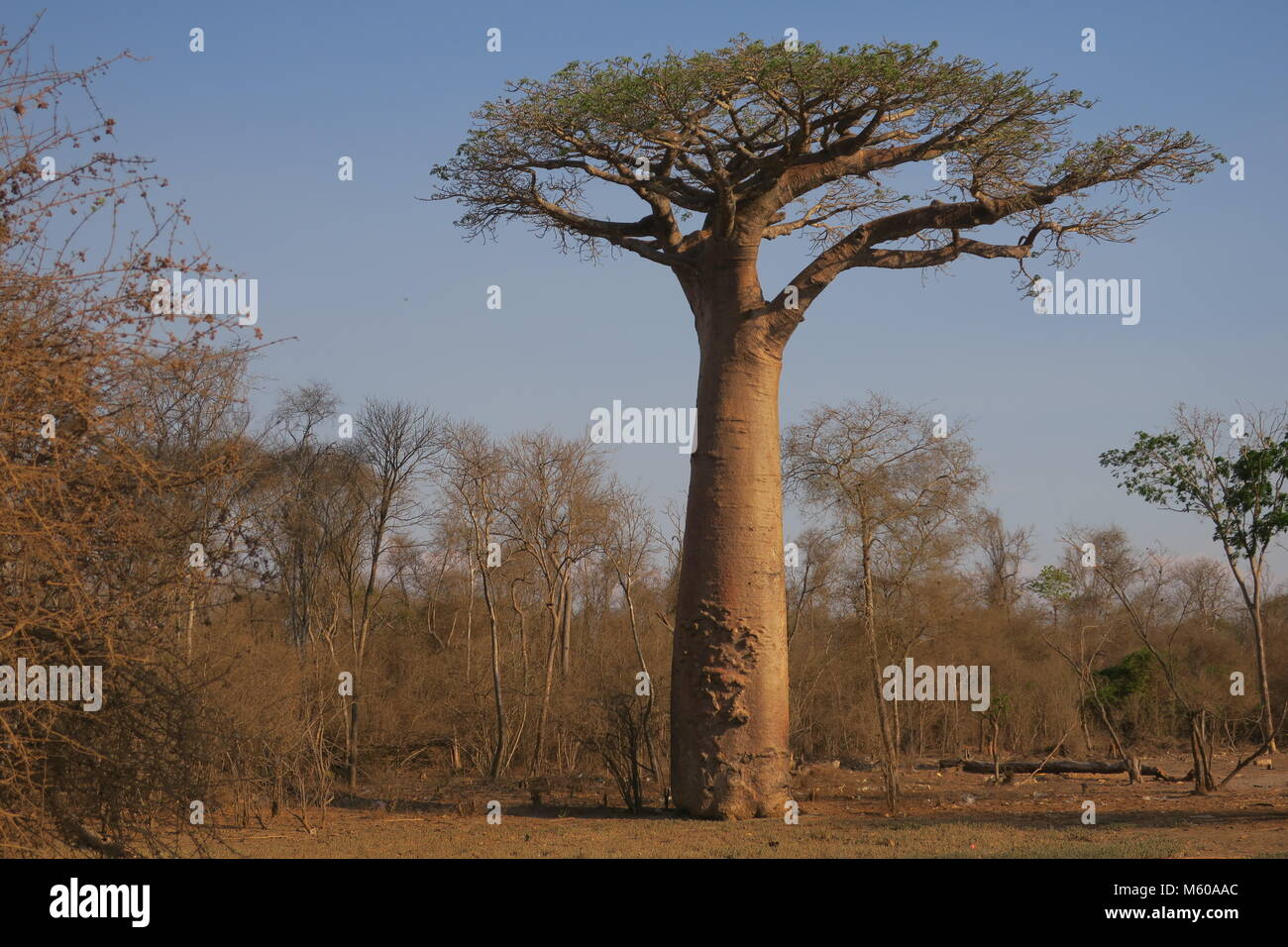 Baobab is national tree of Madagascar Stock Photo - Alamy