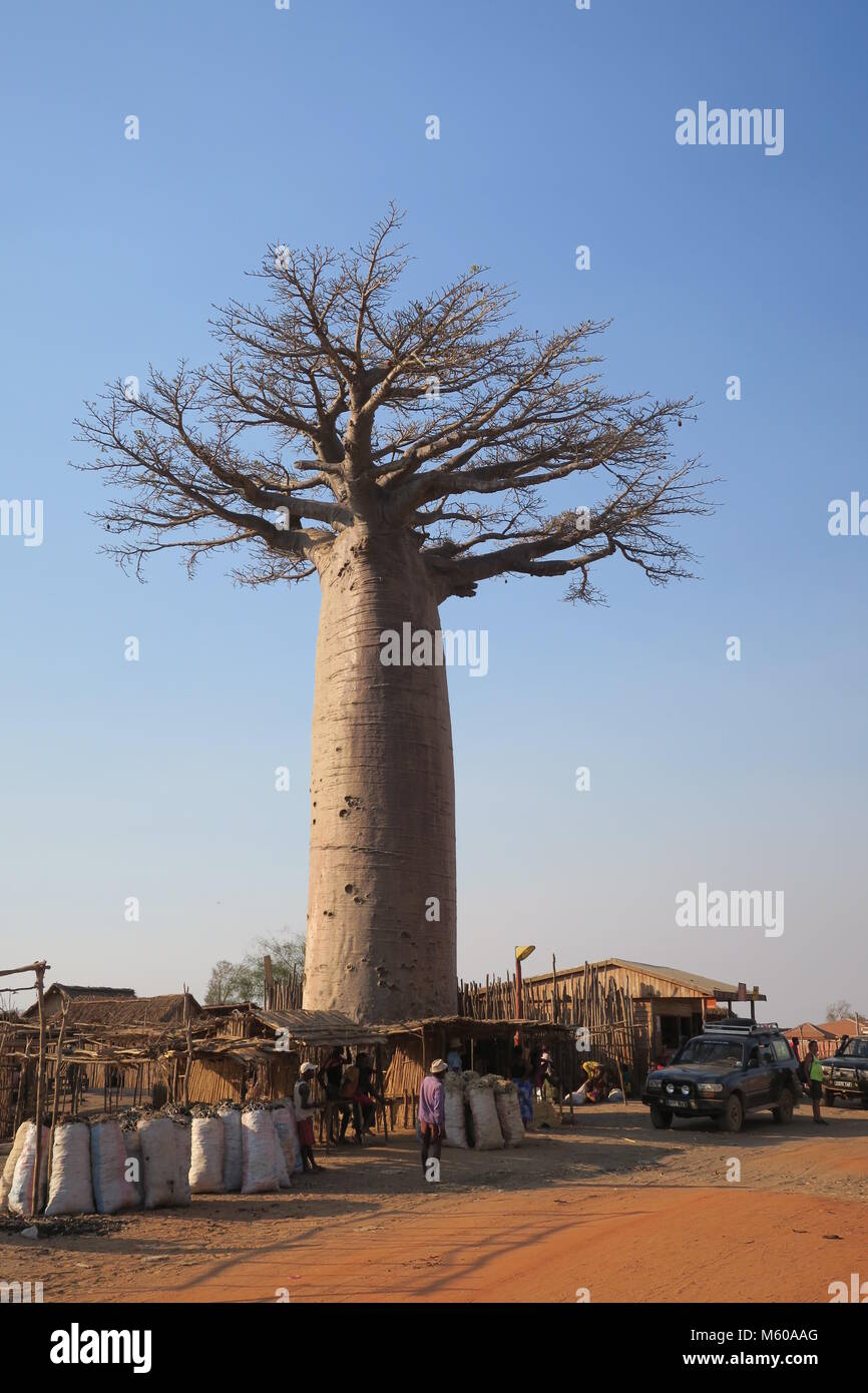 Baobab is national tree of Madagascar Stock Photo - Alamy