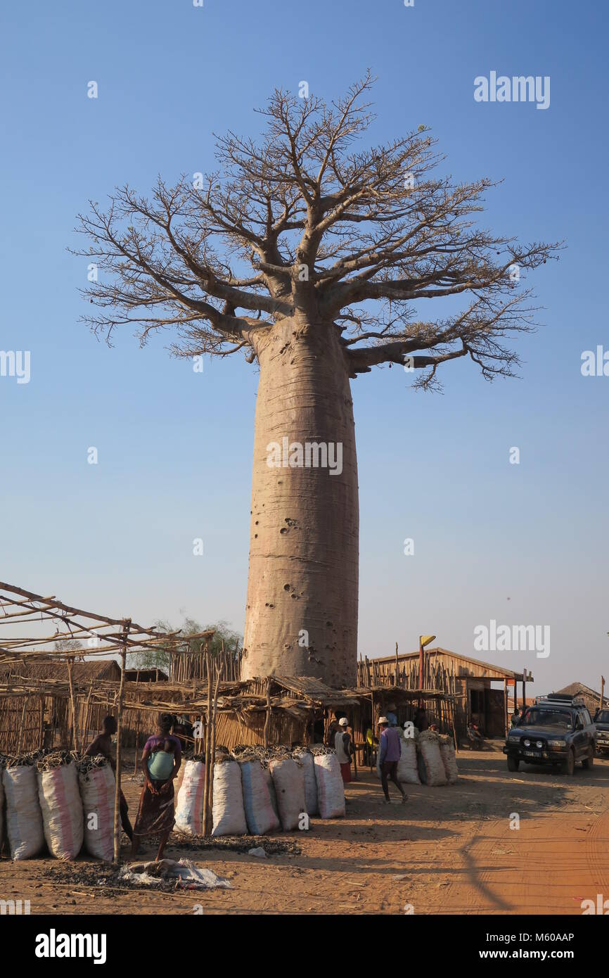 Baobab is national tree of Madagascar Stock Photo - Alamy