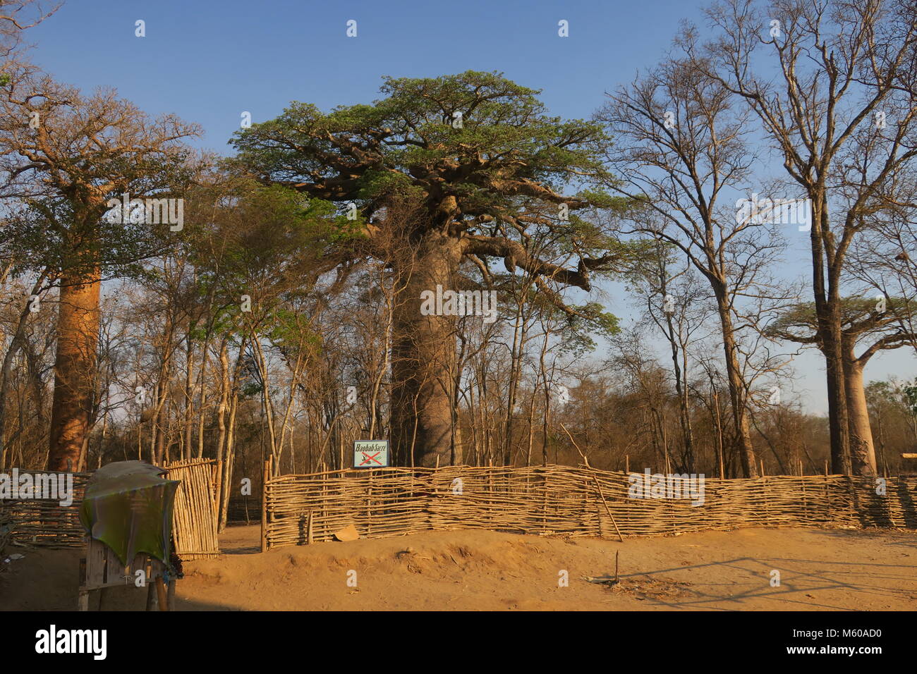 Baobab is national tree of Madagascar Stock Photo - Alamy