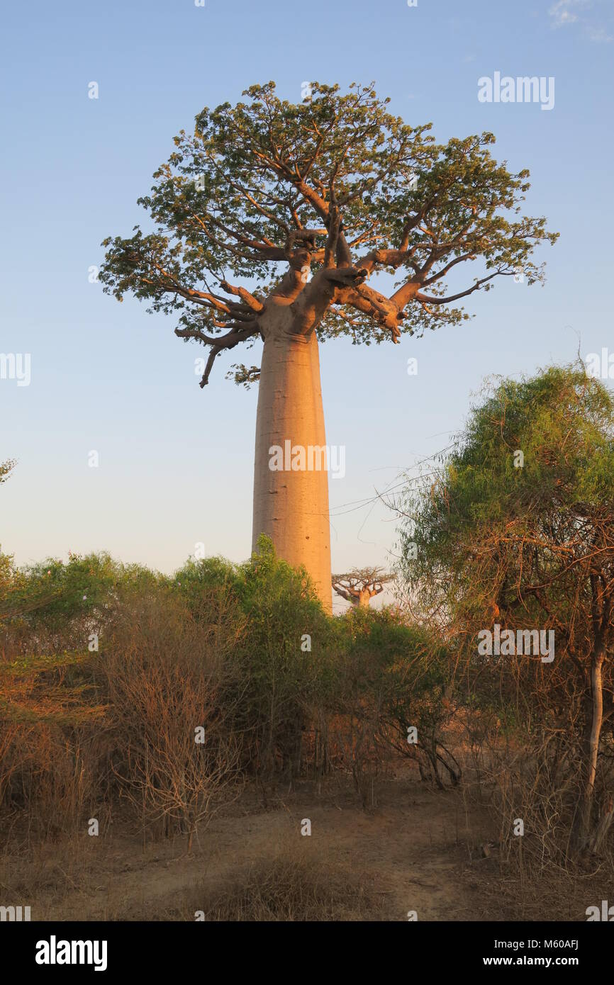 Baobab is national tree of Madagascar Stock Photo - Alamy