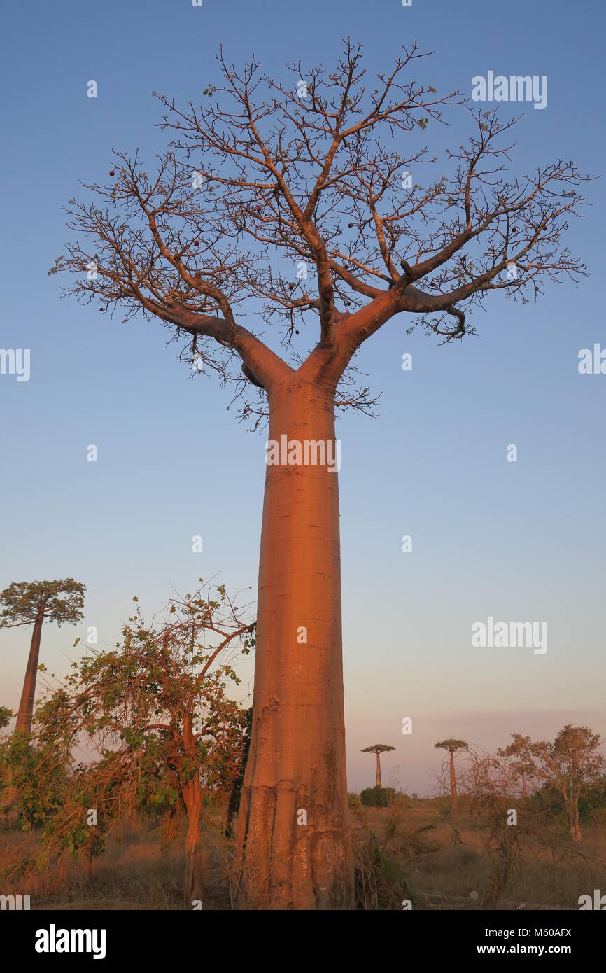 Baobab is national tree of Madagascar Stock Photo - Alamy