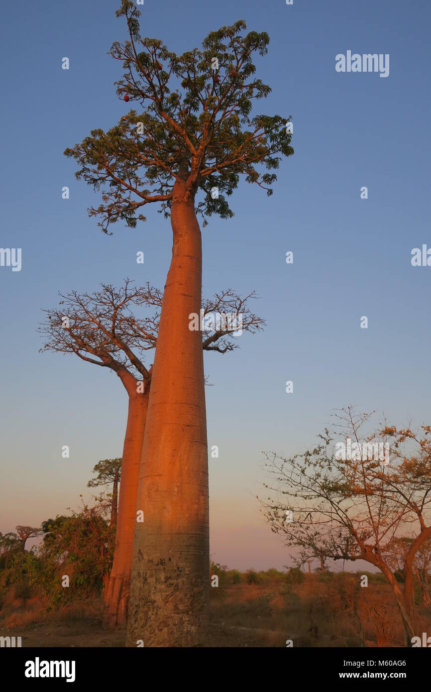 Baobab is national tree of Madagascar Stock Photo - Alamy