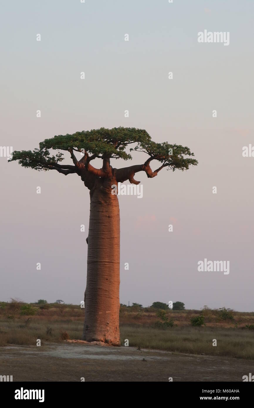 Baobab is national tree of Madagascar, Alley of baobabs at Menabe ...