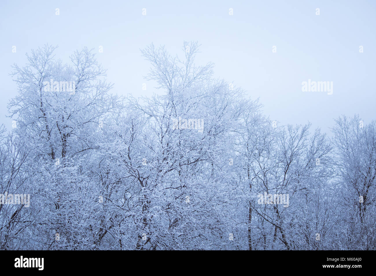 A beautiful winter landscape with snowy trees and mountains in a ...