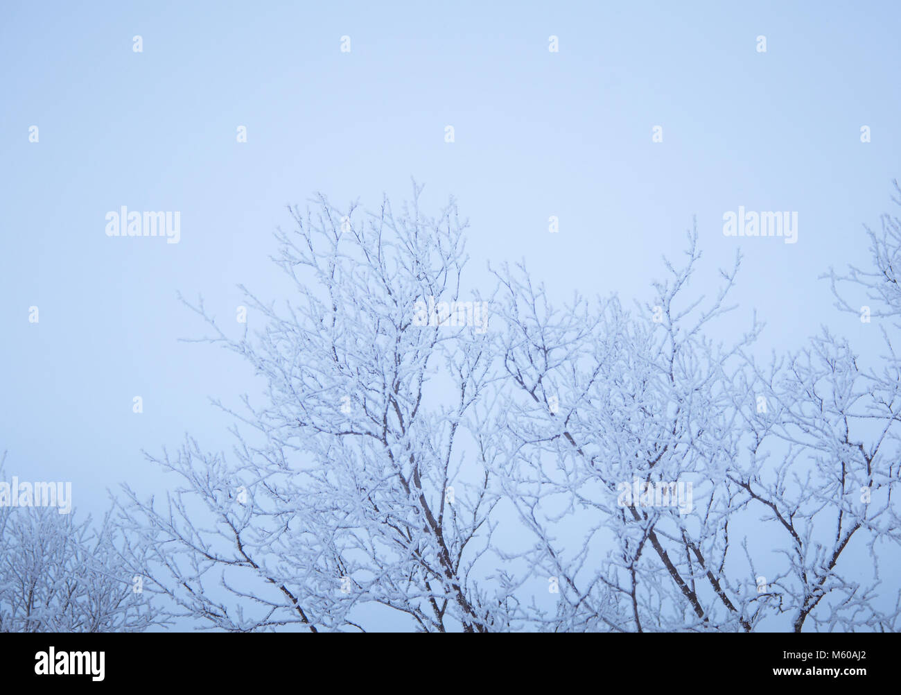 A beautiful winter landscape with snowy trees and mountains in a ...