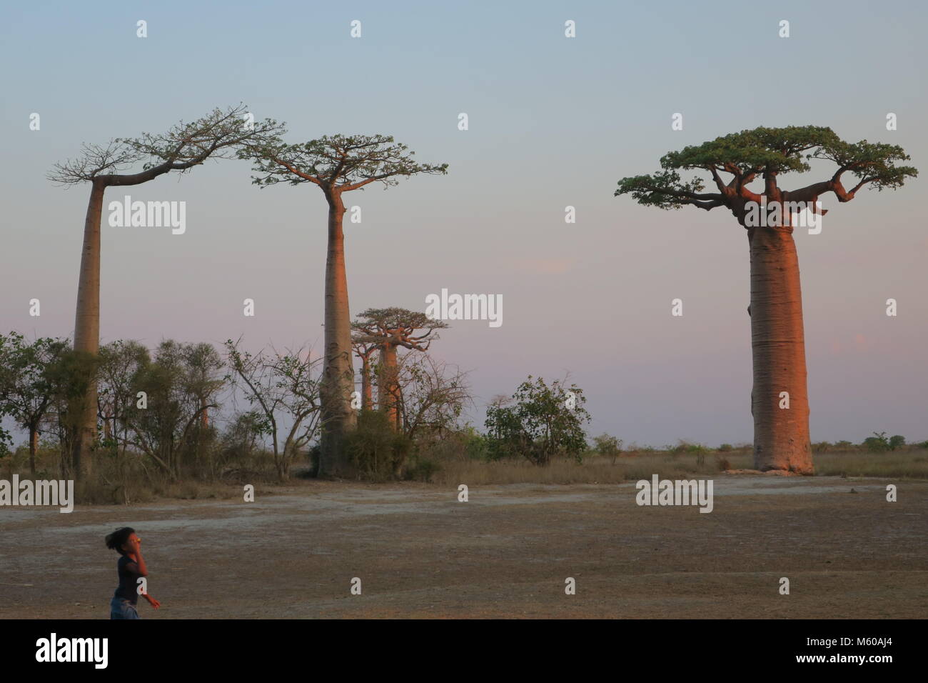 Baobab is national tree of Madagascar, Alley of baobabs at Menabe ...