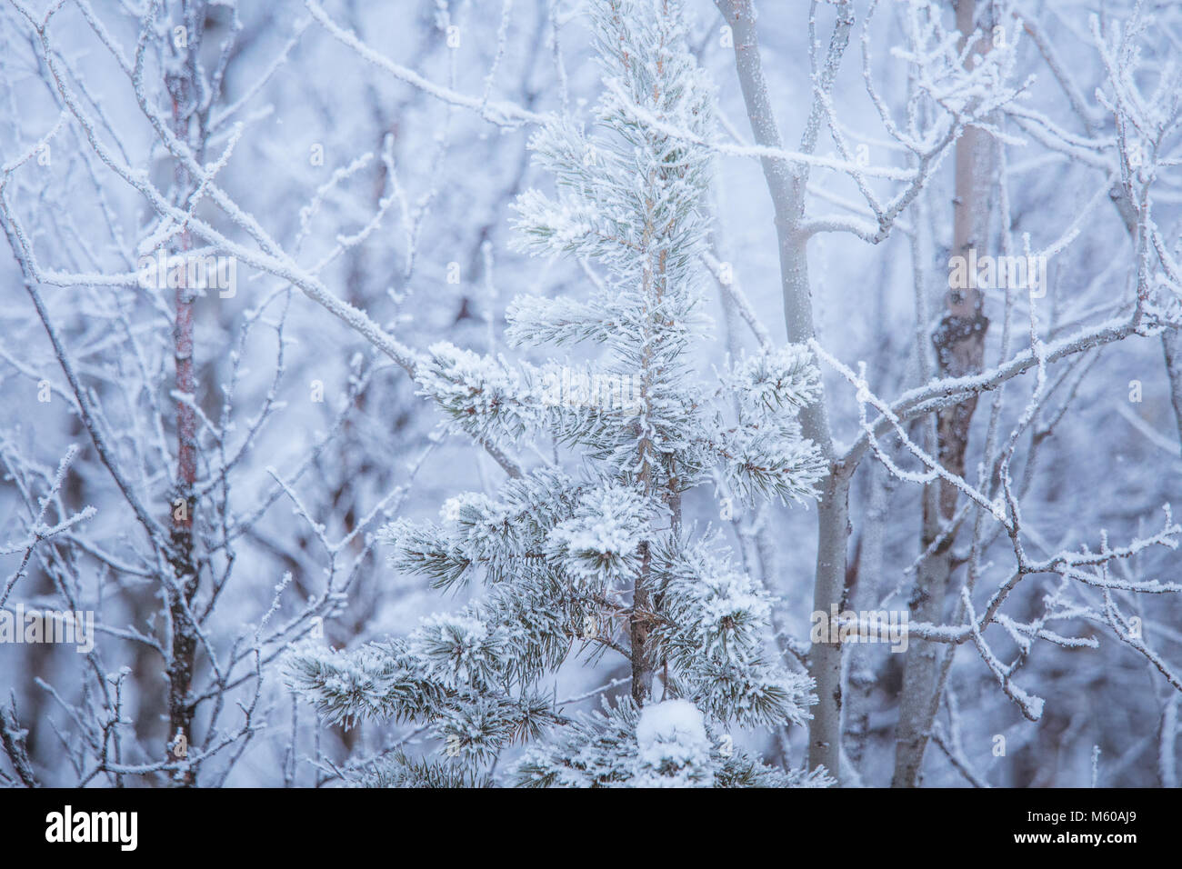 A beautiful winter landscape with snowy trees and mountains in a ...
