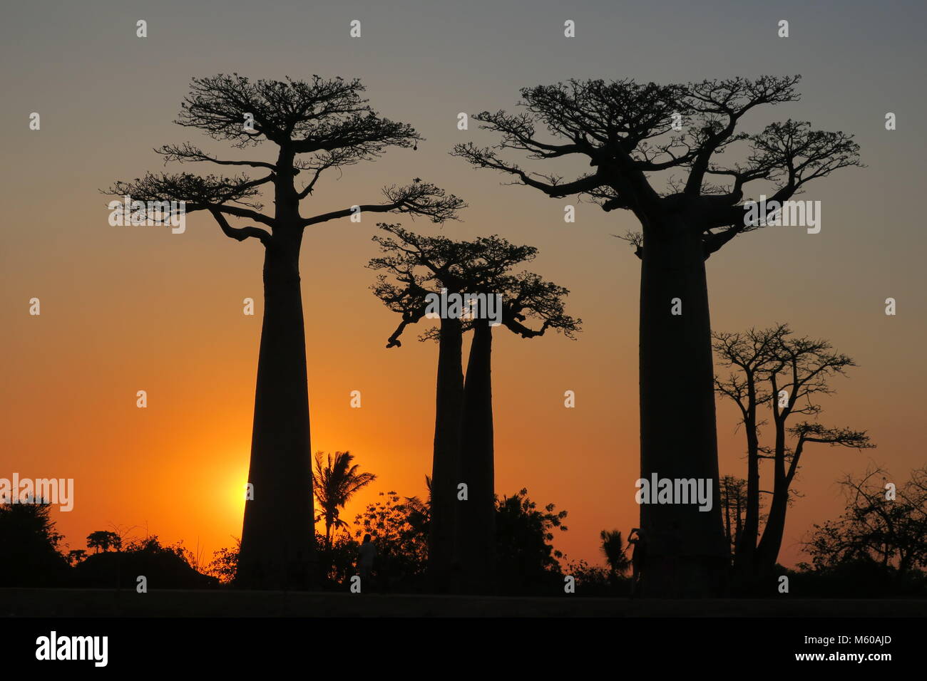 Baobab is national tree of Madagascar, Alley of baobabs at Menabe ...