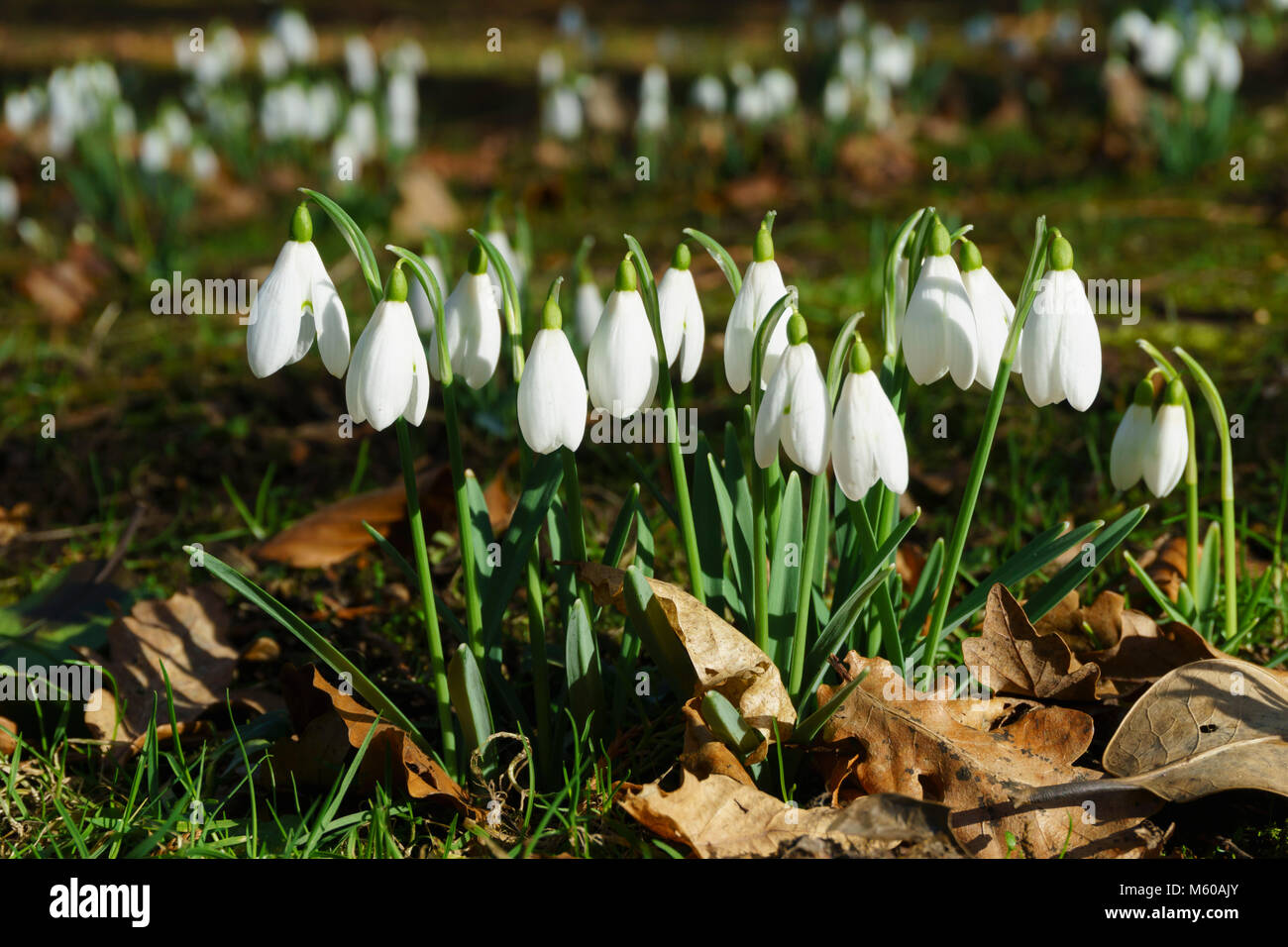 Planting seasons hi-res stock photography and images - Alamy