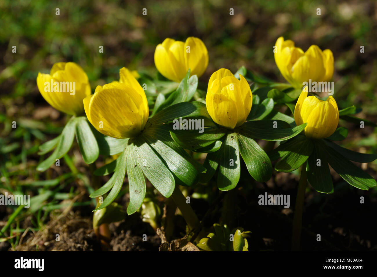 First spring flowers, late February, Kelso old churchyard Scottish ...