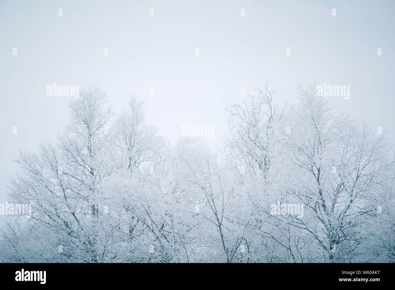 A beautiful winter landscape with snowy trees and mountains in a ...