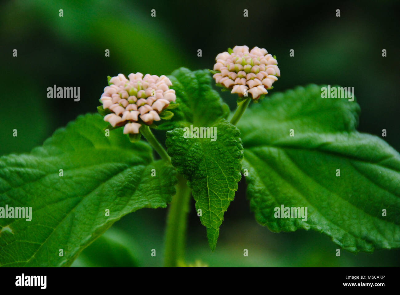 closeup flower look Stock Photo - Alamy