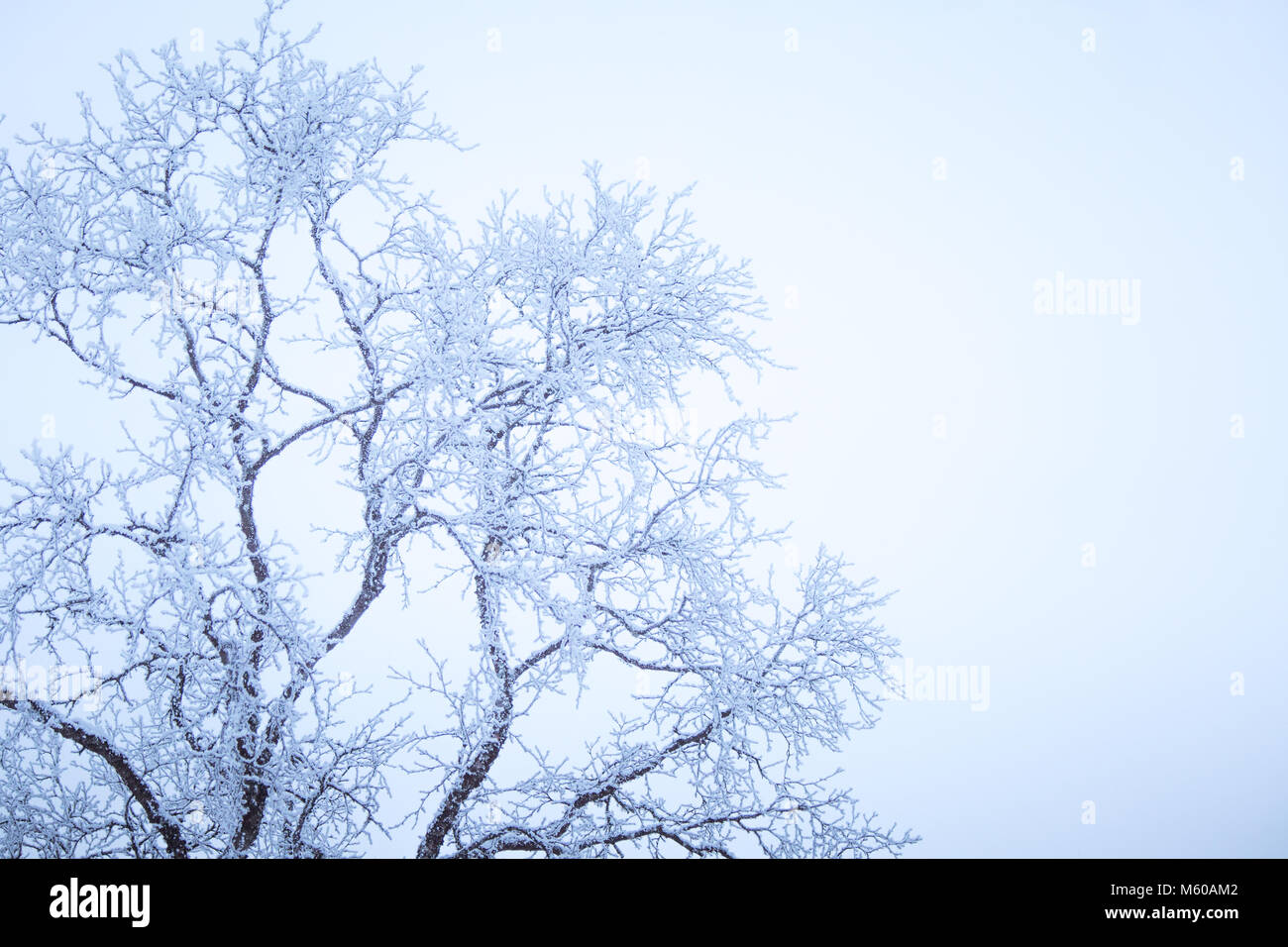 A beautiful winter landscape with snowy trees and mountains in a ...