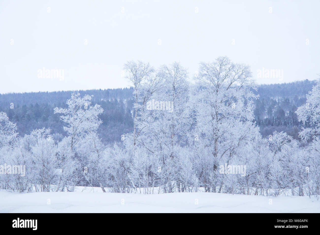 A beautiful winter landscape with snowy trees and mountains in a ...