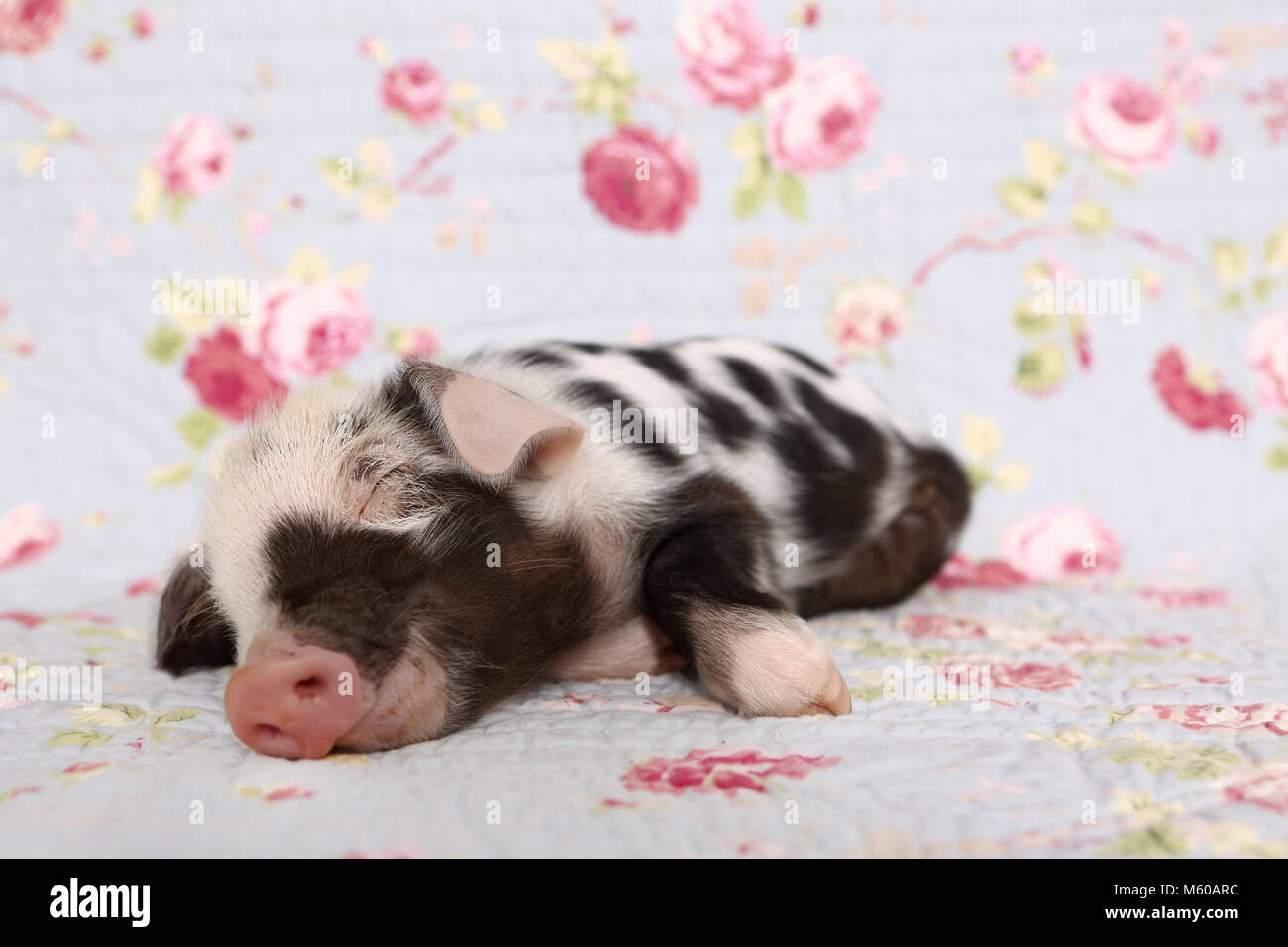Domestic Pig, Turopolje x ?. Piglet (1 week old) sleeping. Studio ...