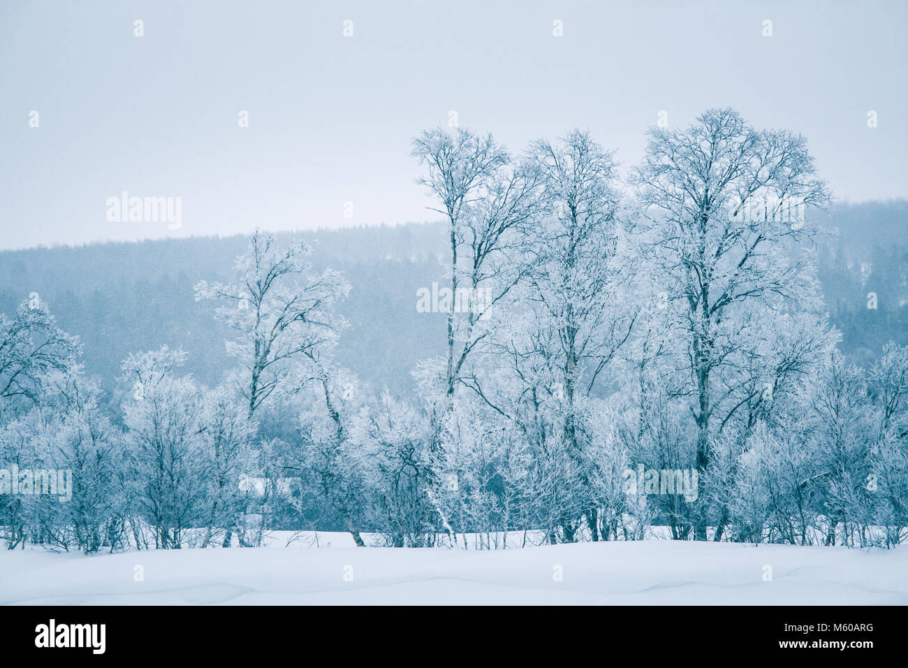 A beautiful winter landscape with snowy trees and mountains in a ...