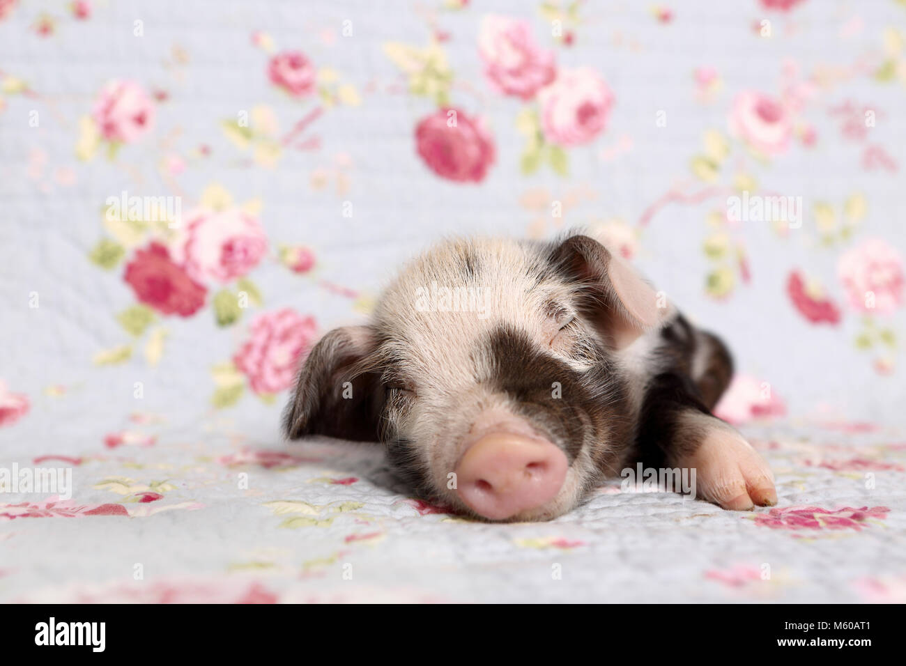 Domestic Pig, Turopolje x ?. Piglet (1 week old) sleeping. Studio ...