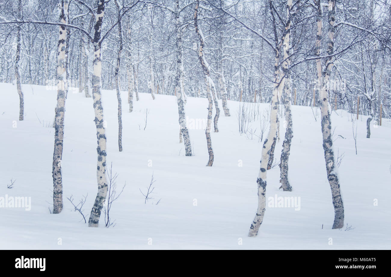 A beautiful winter landscape with snowy trees and mountains in a ...