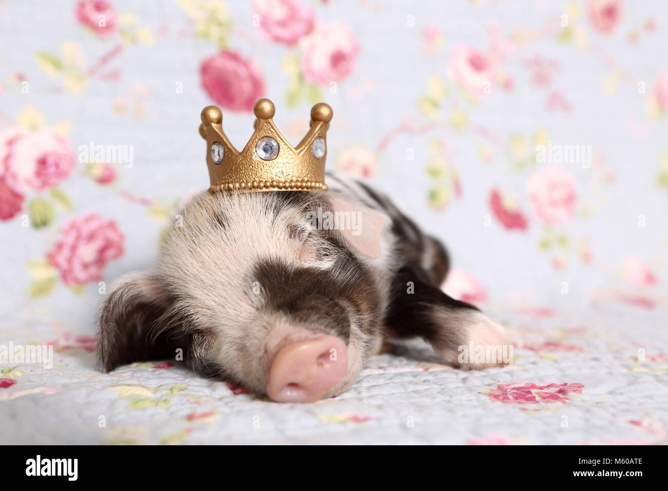 Domestic Pig, Turopolje x ?. Piglet (1 week old) wearing a crown ...