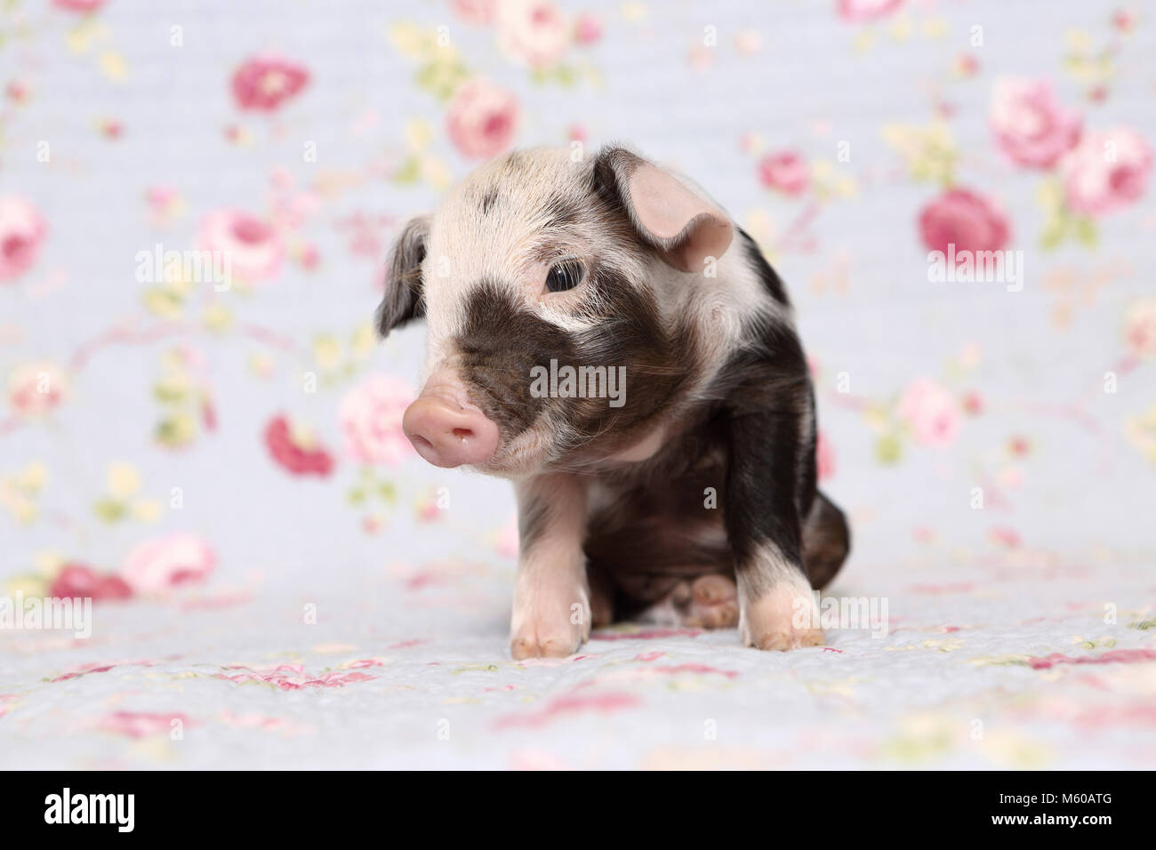Domestic Pig, Turopolje x ?. Piglet (1 week old) sitting. Studio ...