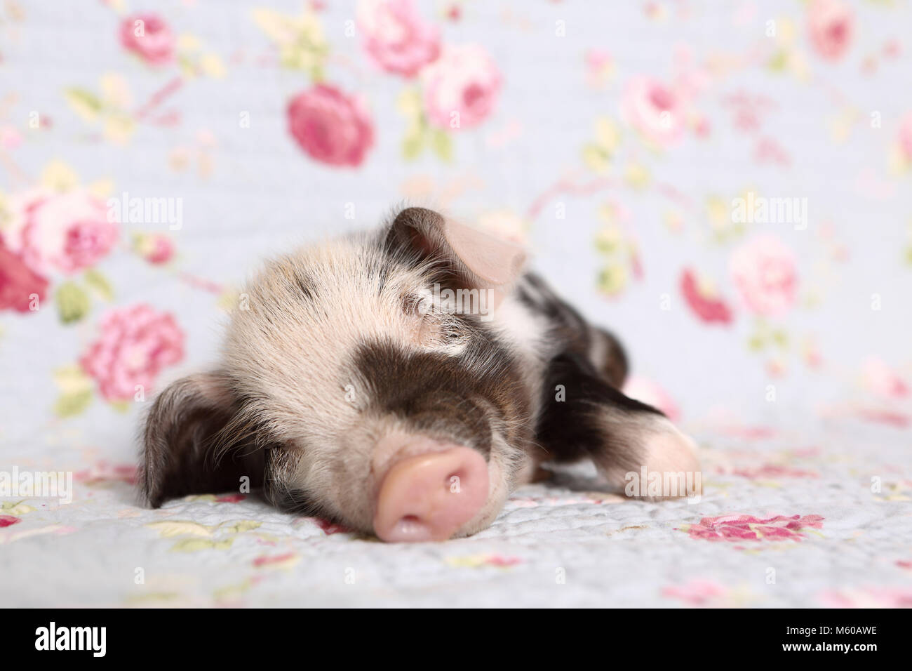 Domestic Pig, Turopolje x ?. Piglet (1 week old) sleeping. Studio ...